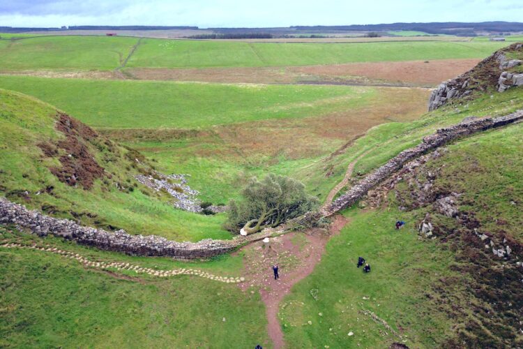 UK’s Sycamore Gap tree: 2 men are convicted in the chainsaw massacre ...